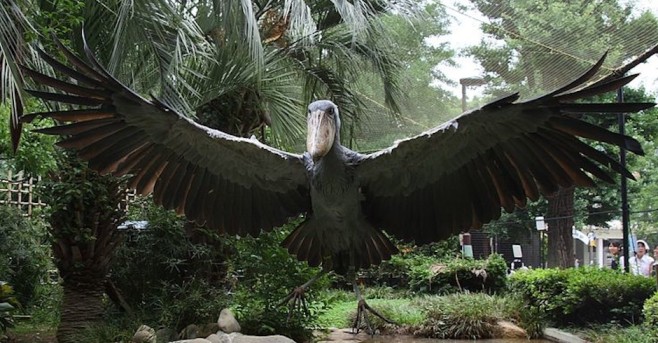 The Shoebill Stork