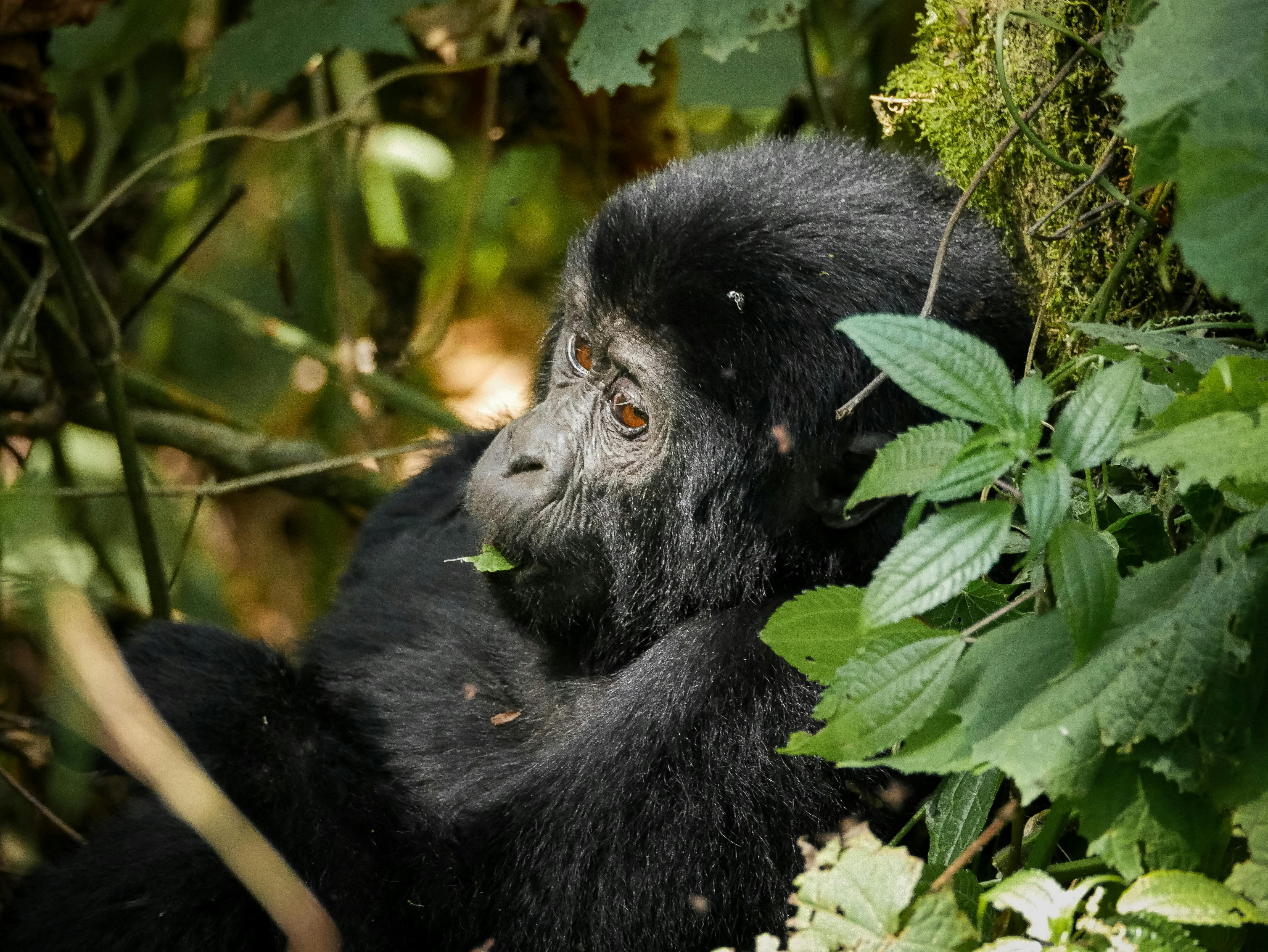 Choosing Between Rwanda and Uganda for Your Next Safari
