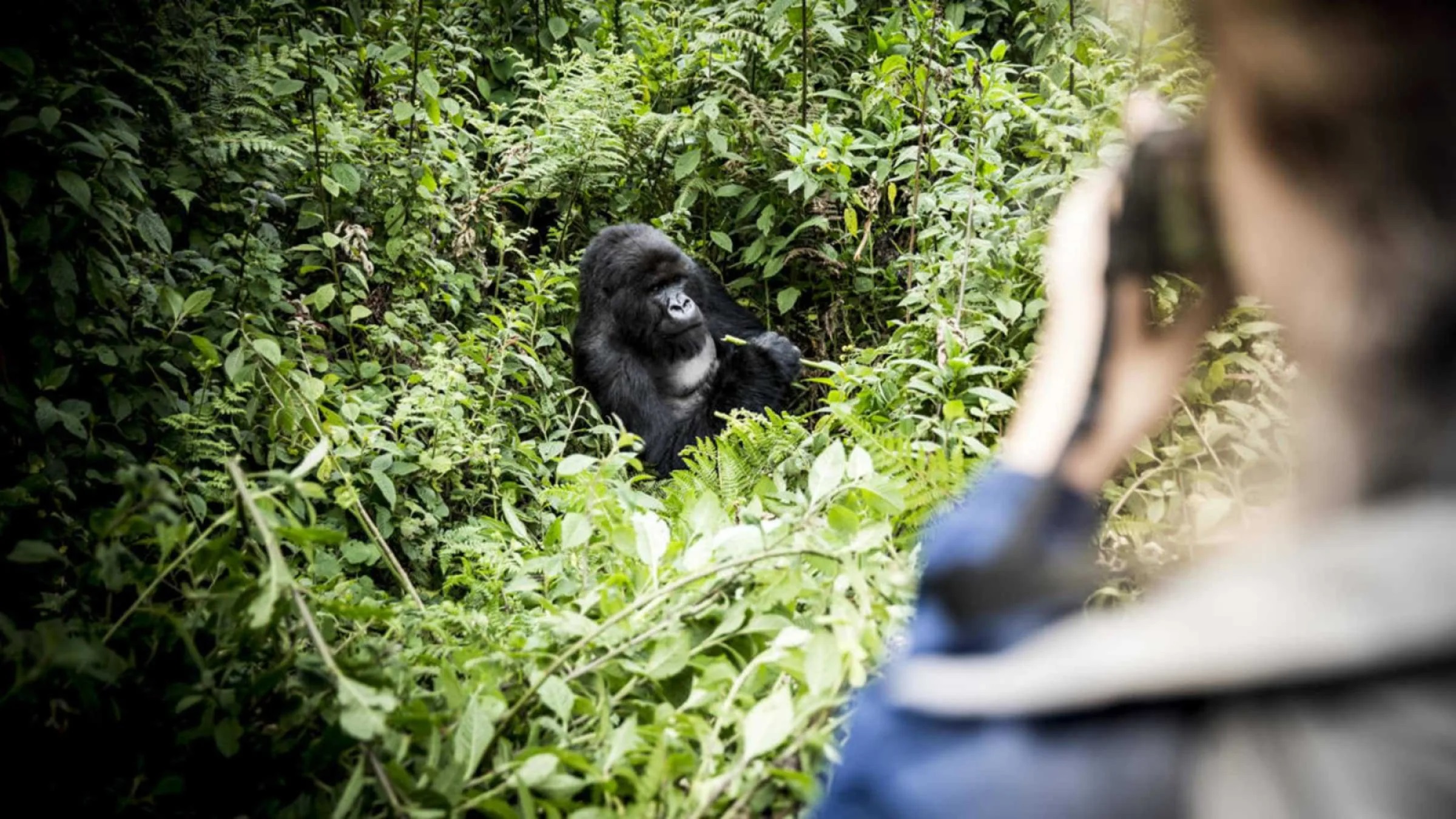 Top 5 Things to Do on the Rwanda Safari Holiday