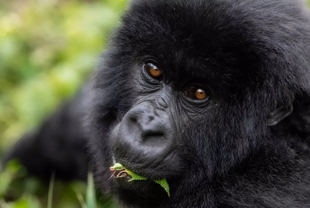 The Best Guide to an Affordable Rwanda Tour