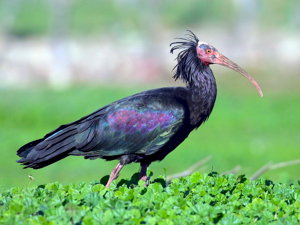 Best 10 Must See Bird Species on Morocco Tours