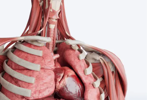3D Human Anatomy Models & Software for Students