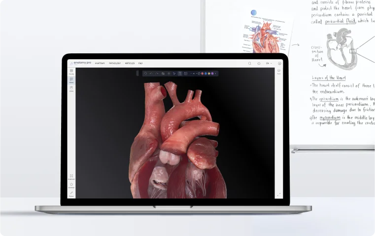 VOKA 3D Anatomy & Pathology