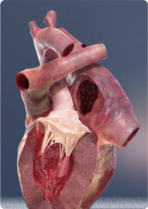 Interactive 3D Anatomy Models by VOKA Anatomy & Pathology
