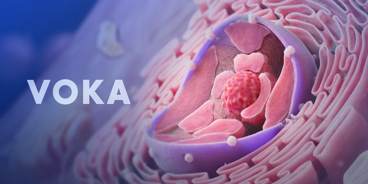 3D Models of Dentistry | VOKA