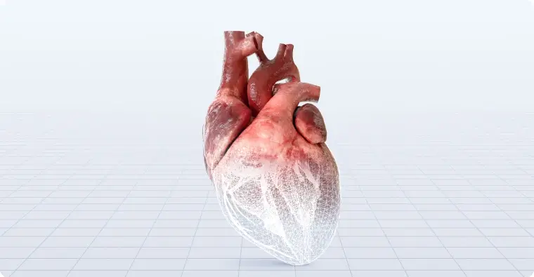 Modelos anatómicos 3D interactivos de VOKA Anatomy & Pathology