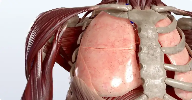 Modelos anatómicos 3D interactivos de VOKA Anatomy & Pathology