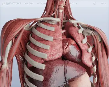 Modelos anatómicos 3D interactivos de VOKA Anatomy & Pathology
