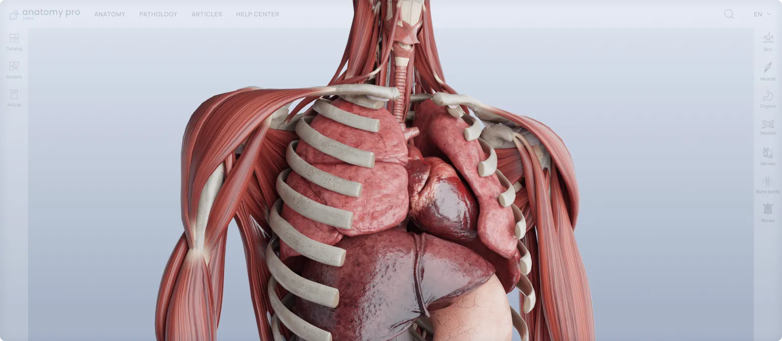Interactive 3D Anatomy Models by VOKA Anatomy & Pathology