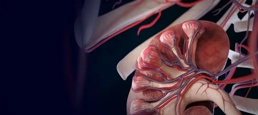 Ready-made and Custom 3D Medical Models | Voka