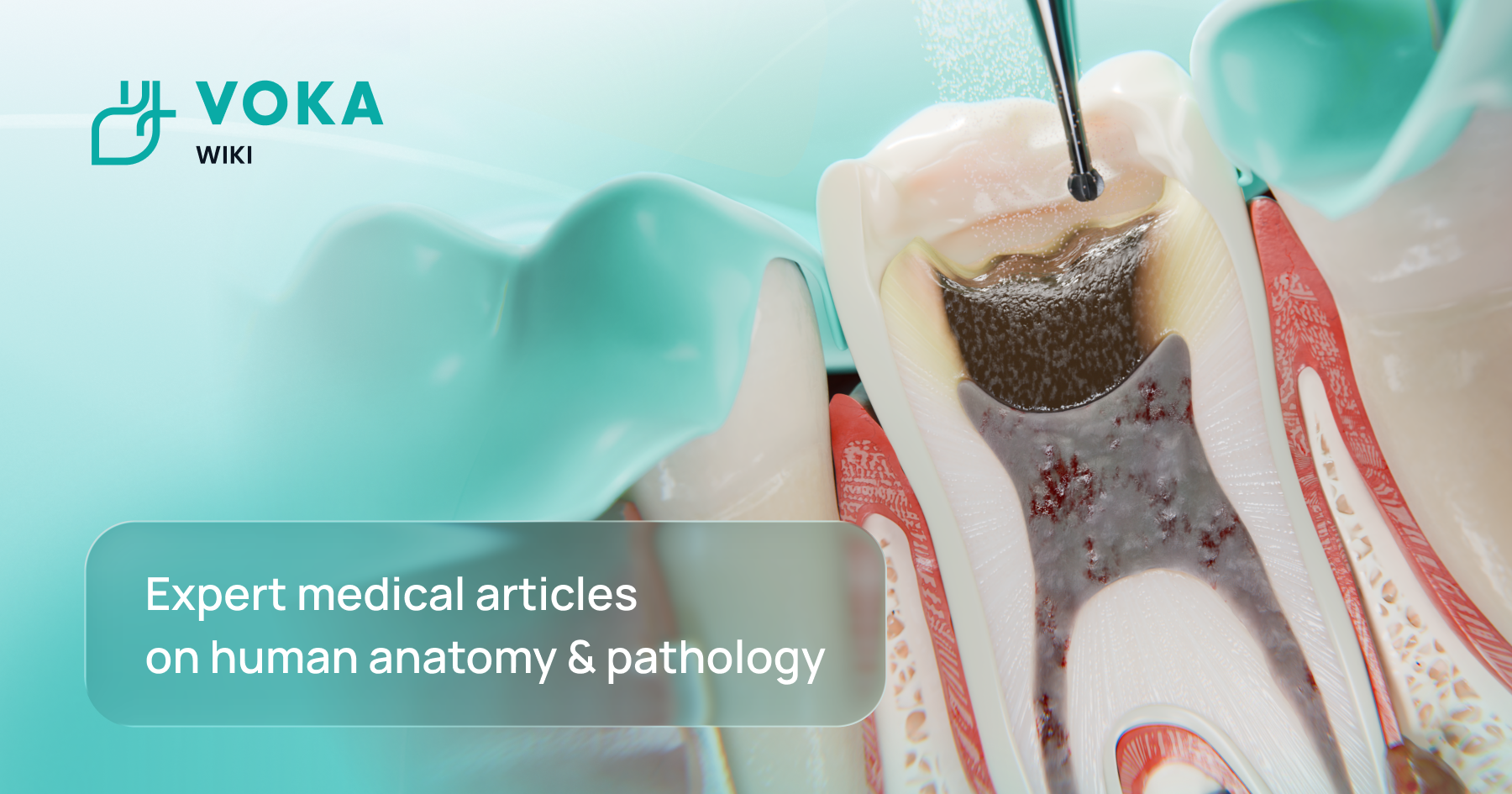 Chemodectoma (Paraganglioma): Etiology, Pathogenesis, Classification, Diagnosis, and Treatment ...