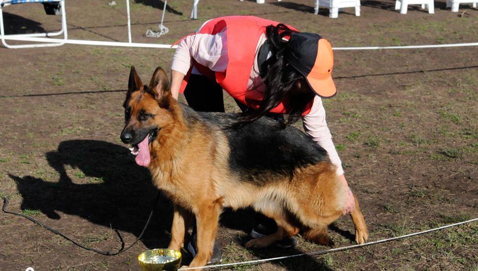 Exposición de perros ovejero alemán • Diario Democracia
