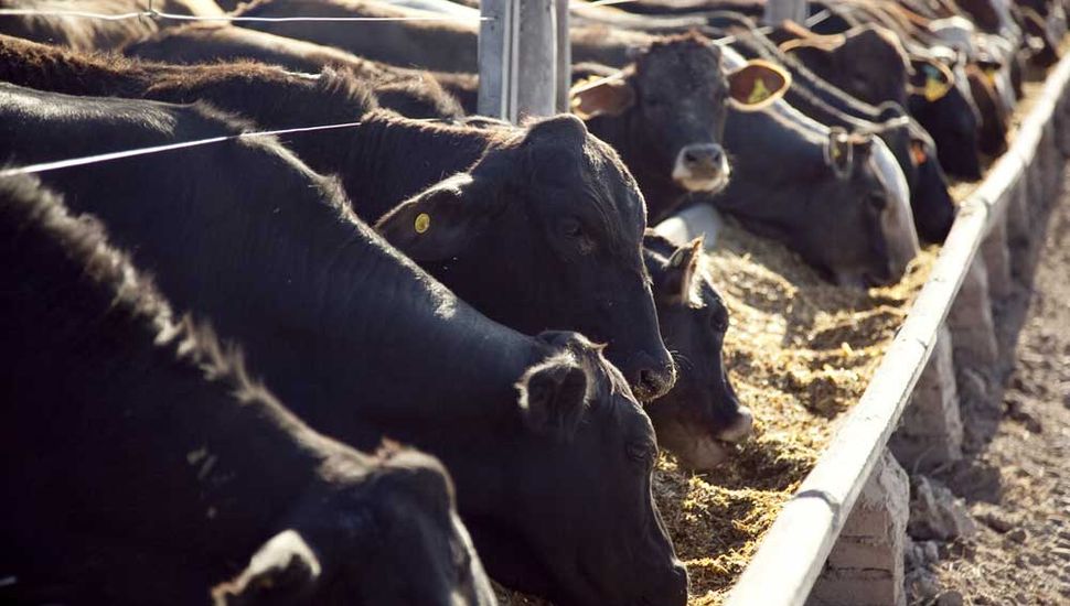 Tendencia: cuidado del medioambiente pecuario • Diario Democracia