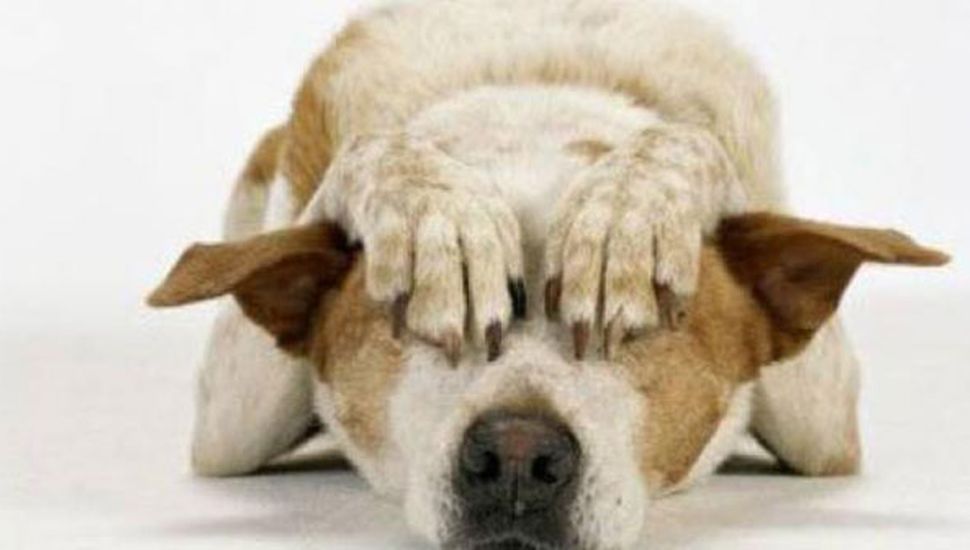Animales estresados • Diario Democracia