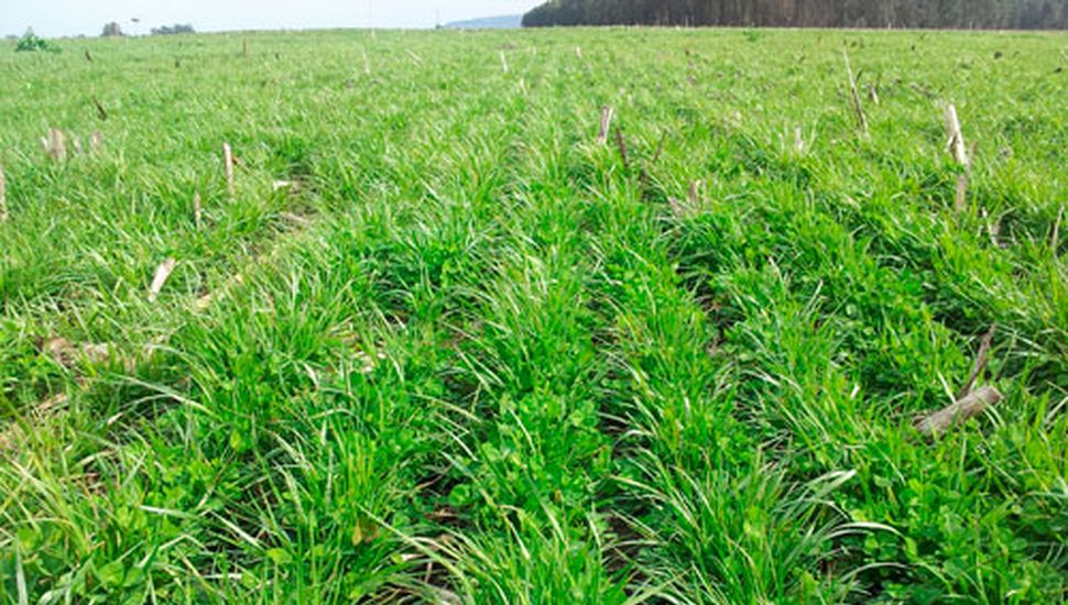 Pasturas perennes: cómo potenciar su producción • Diario Democracia
