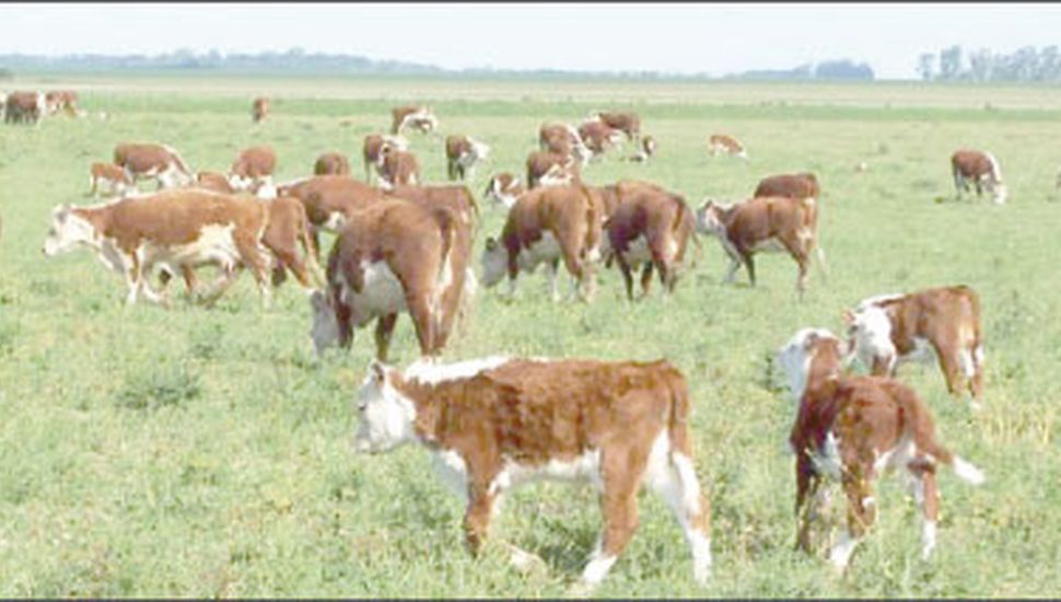 La clave para lograr un ternero por año • Diario Democracia