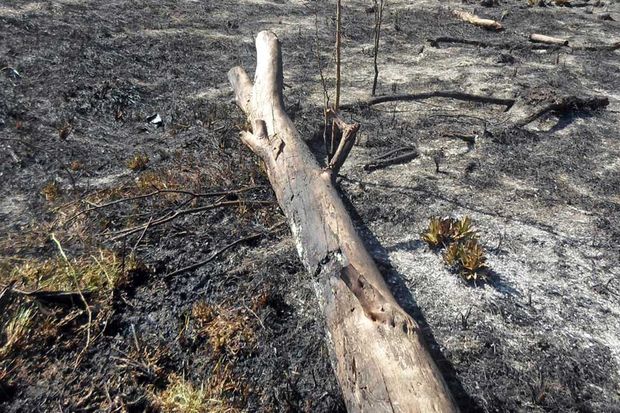 Pasto negro • Diario Democracia