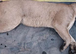 El regreso de un grande: después de más de 50 años, el puma volvió a la ...