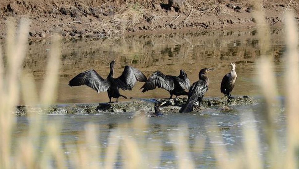 Actividad sobre la conservación y regeneración de humedales en Junín ...