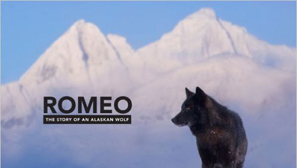 Romeo: Conoce la sorprendente historia del lobo de Alaska • Diario ...