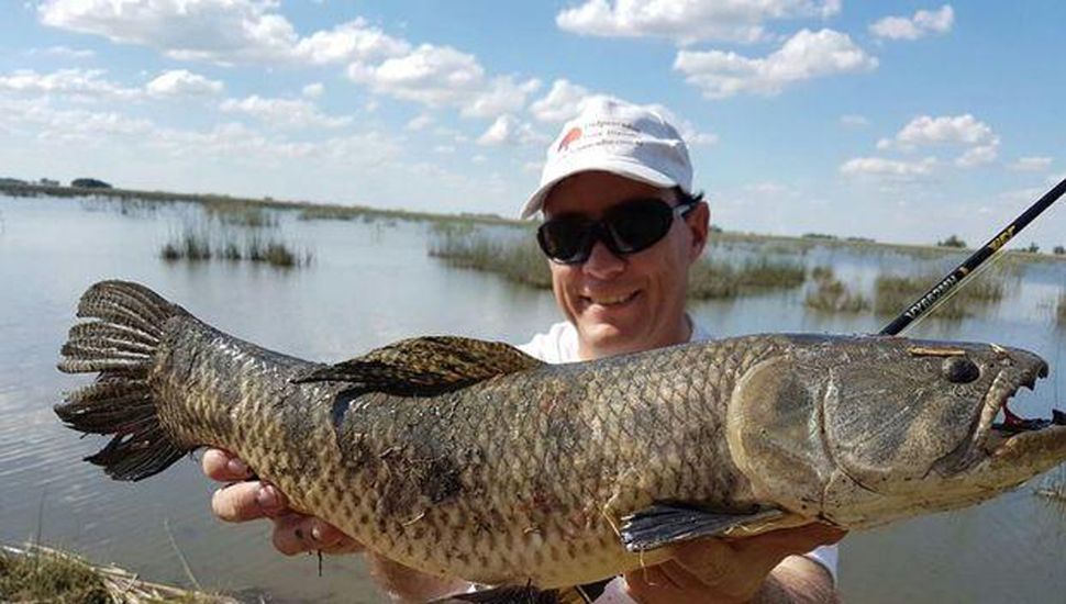 Con la llegada del calor y la veda del pejerrey, la tarucha es el ...