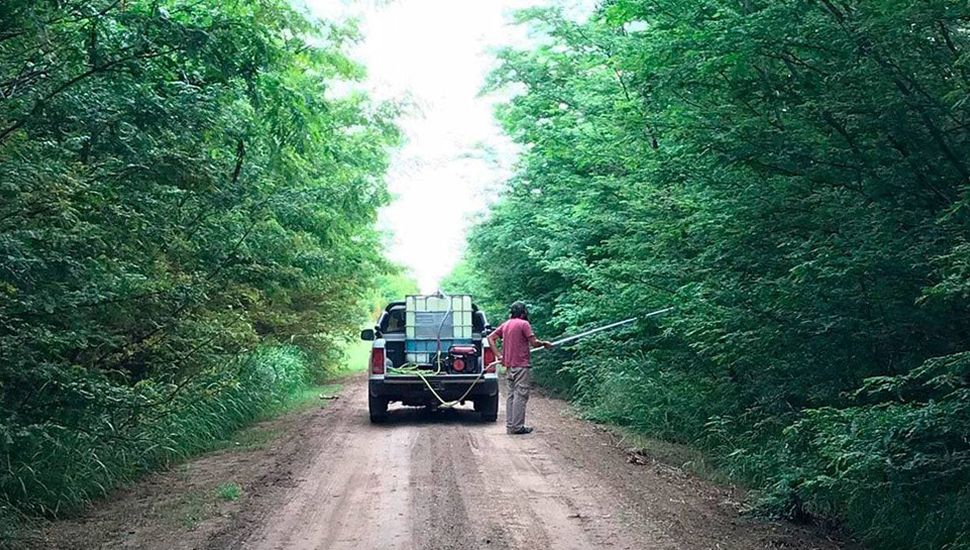 Quieren erradicar el acacio negro de los caminos rurales del Distrito ...