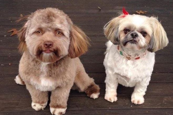 El inquietante perro con "rostro humano" que causa furor en internet ...