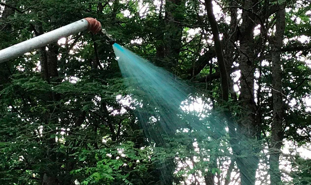 Quieren erradicar el acacio negro de los caminos rurales del Distrito ...