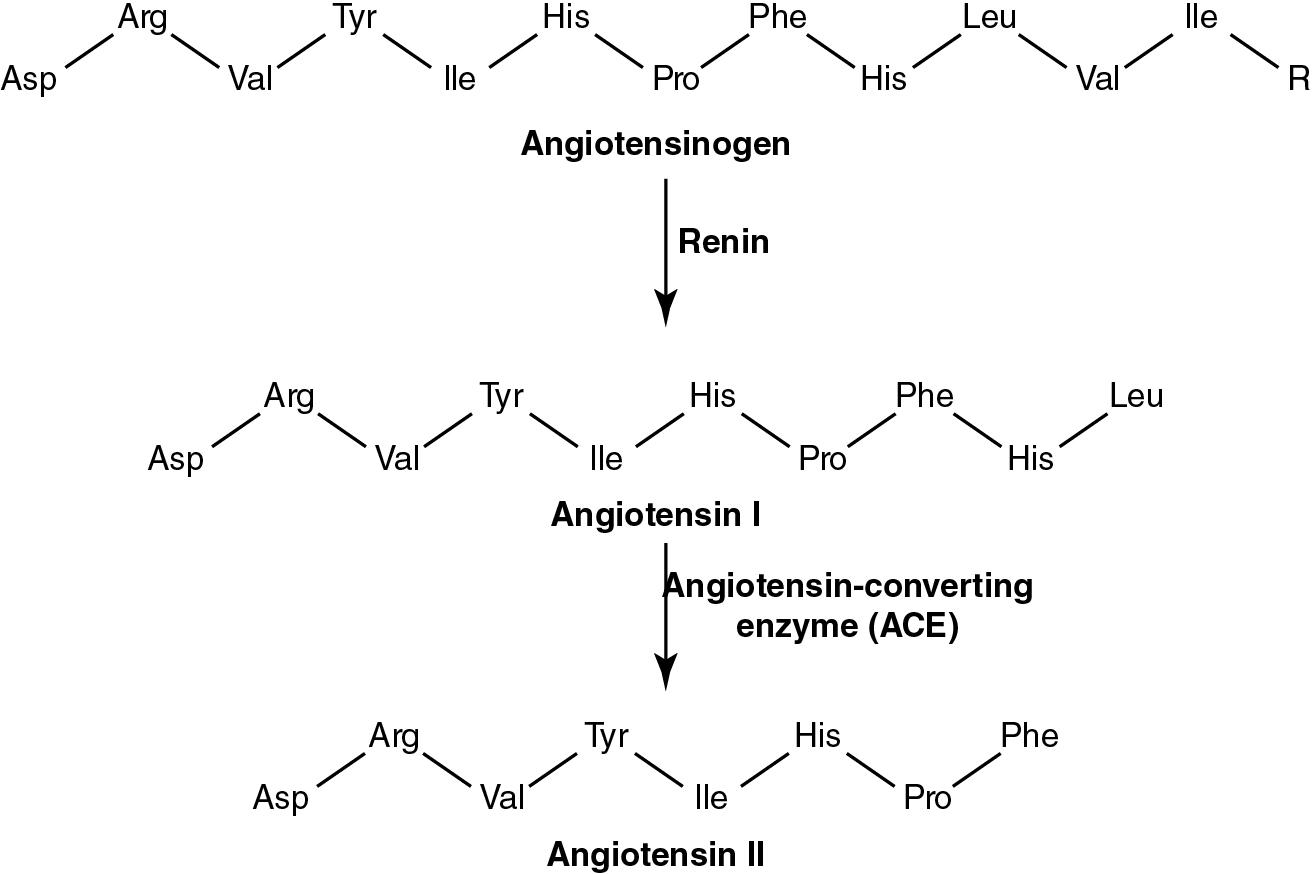 Adrenal cortex - Clinical Tree