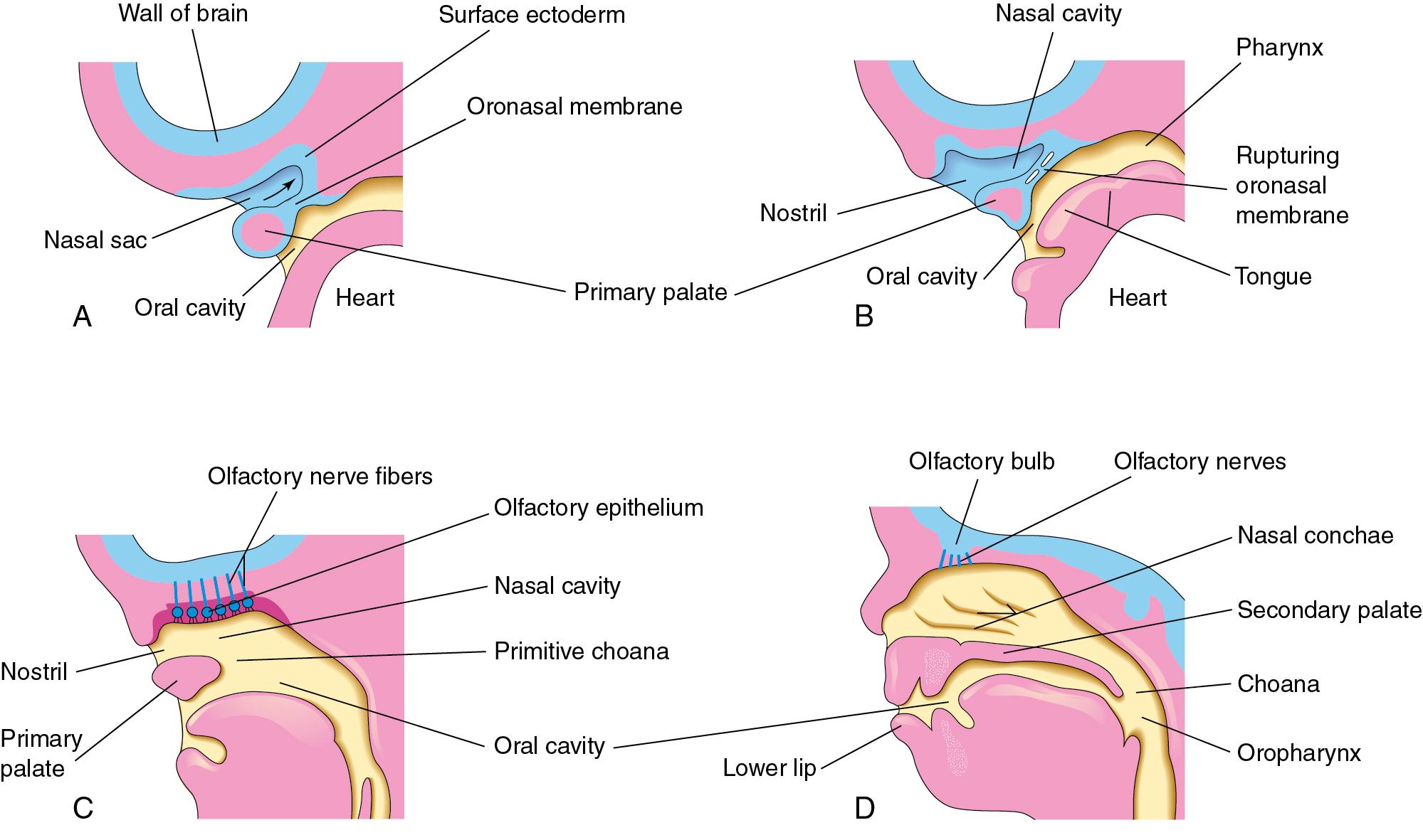 Airway physiology and development - Clinical Tree