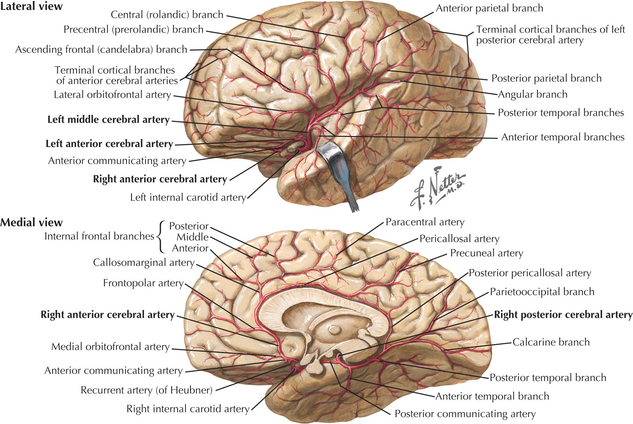 Anatomic Aspects of Cerebral Circulation - Clinical Tree