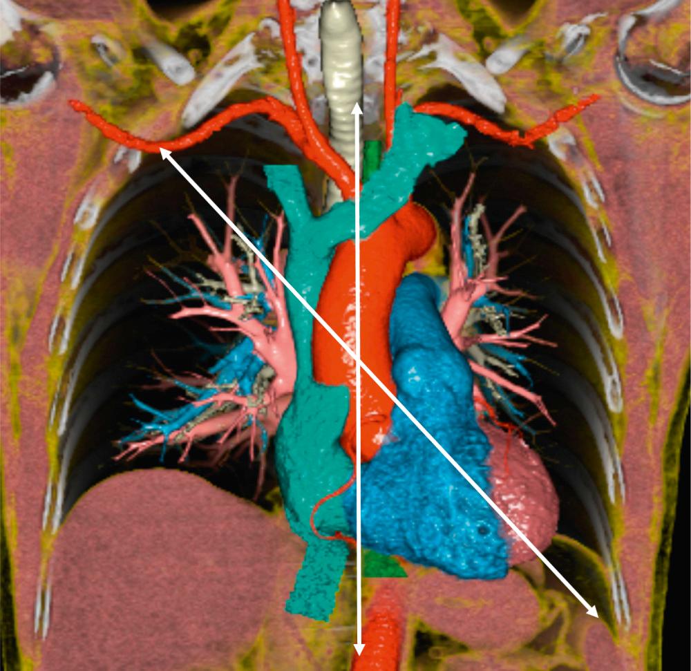 Anatomy – Clinical Tree