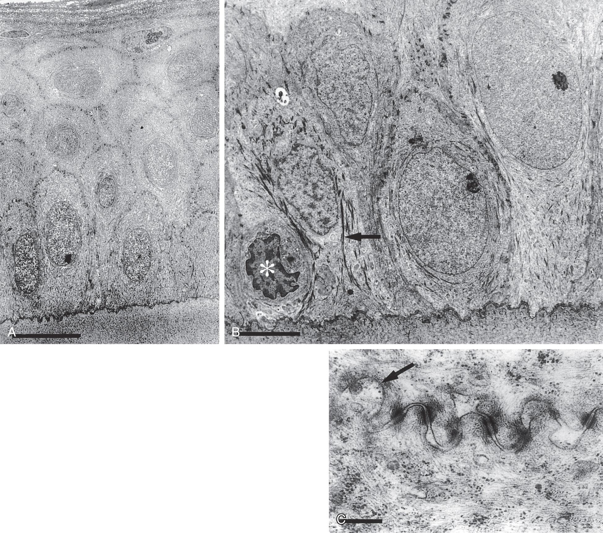 Anatomy and Physiology of the Cornea and Related Structures - Clinical Tree