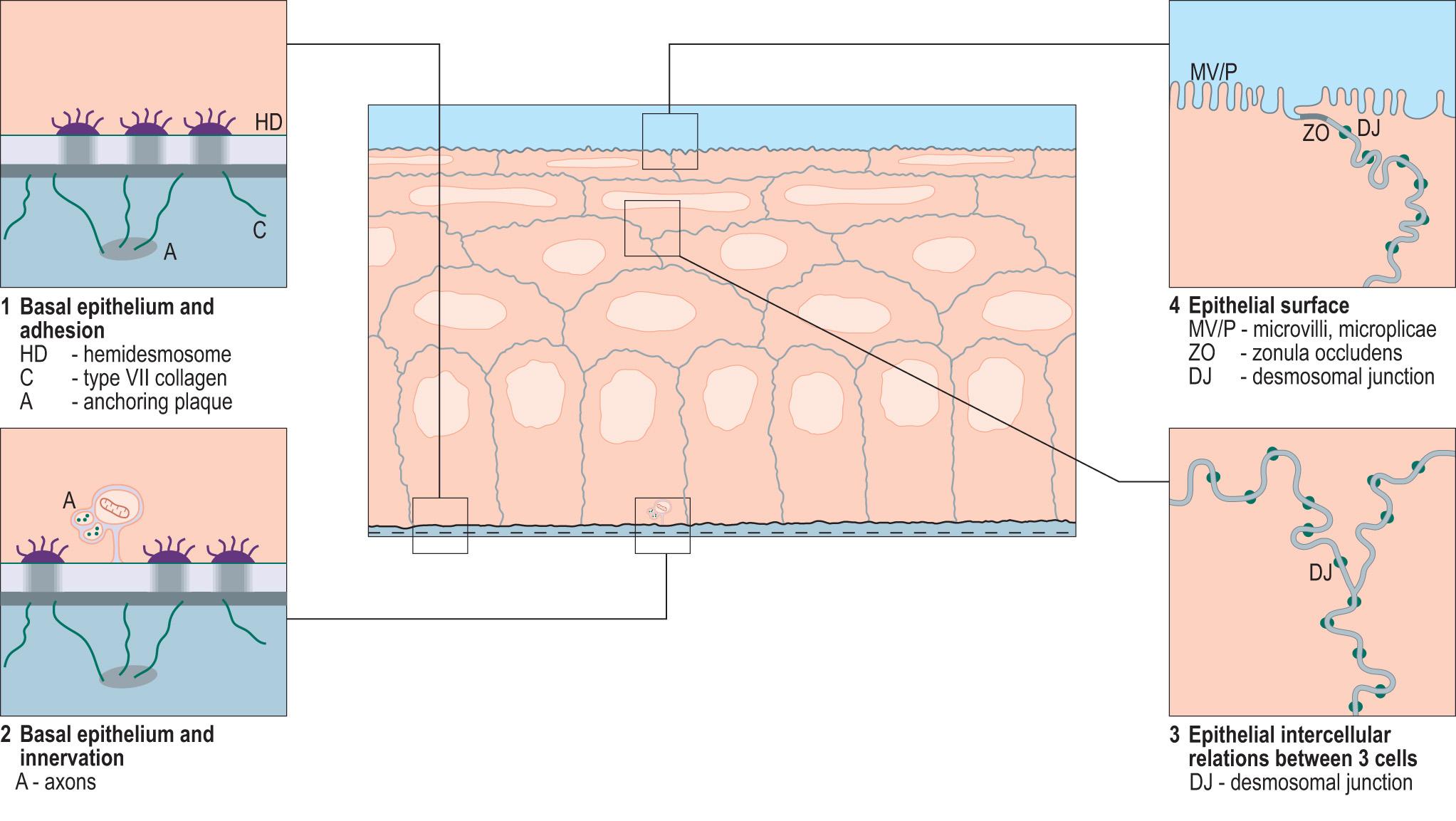 Anatomy and Physiology of the Cornea and Related Structures - Clinical Tree