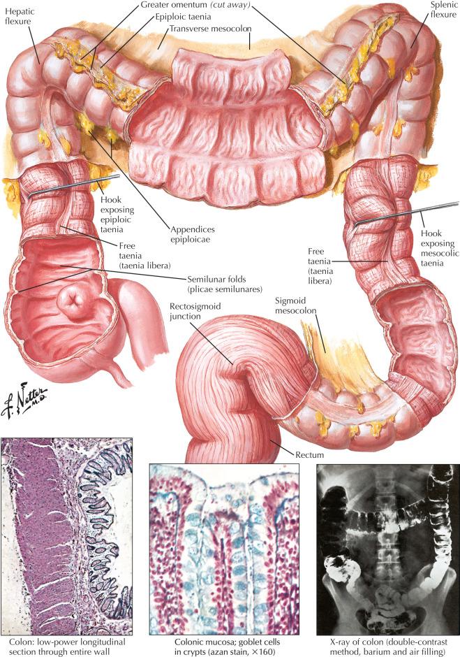 Colon Anatomy Diagram