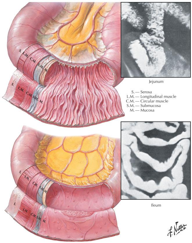 Anatomy of the Small Intestine - Clinical Tree