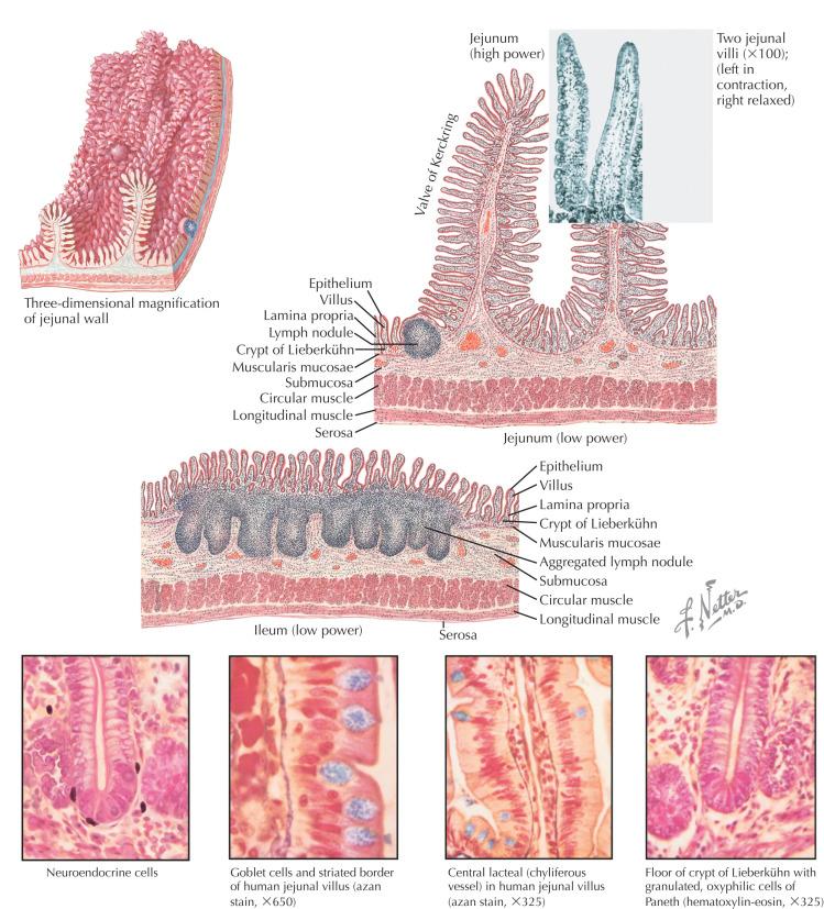 Anatomy of the Small Intestine - Clinical Tree