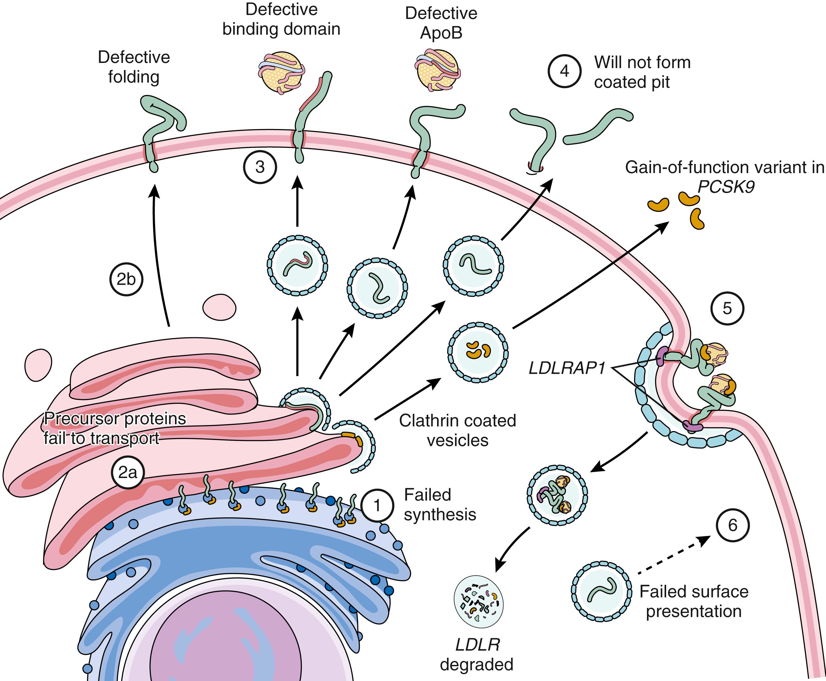 Applications of Genetics to Cardiovascular Medicine - Clinical Tree