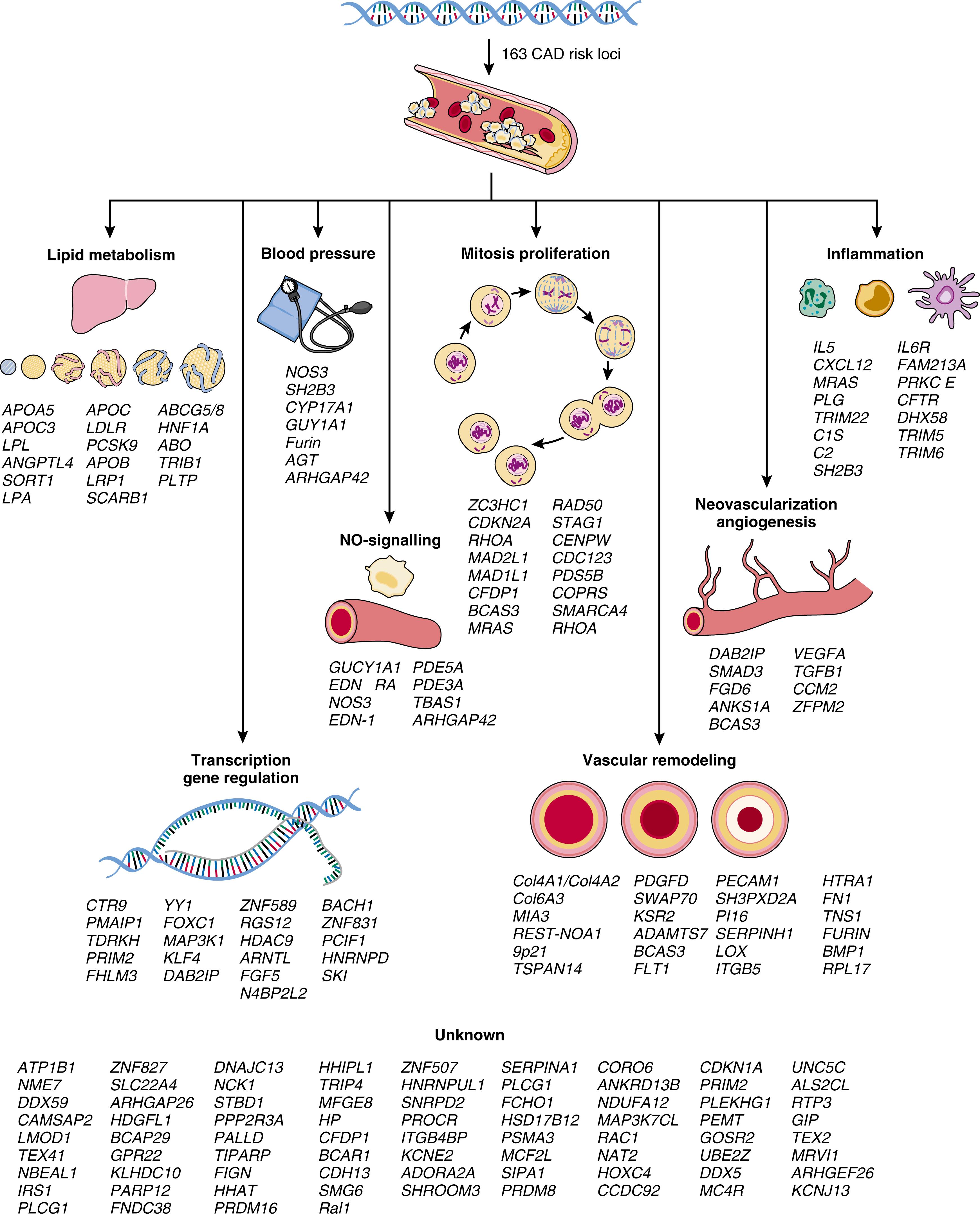Applications of Genetics to Cardiovascular Medicine - Clinical Tree