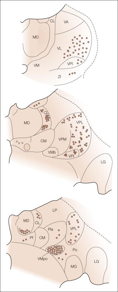 Ascending Projection Systems - Clinical Tree