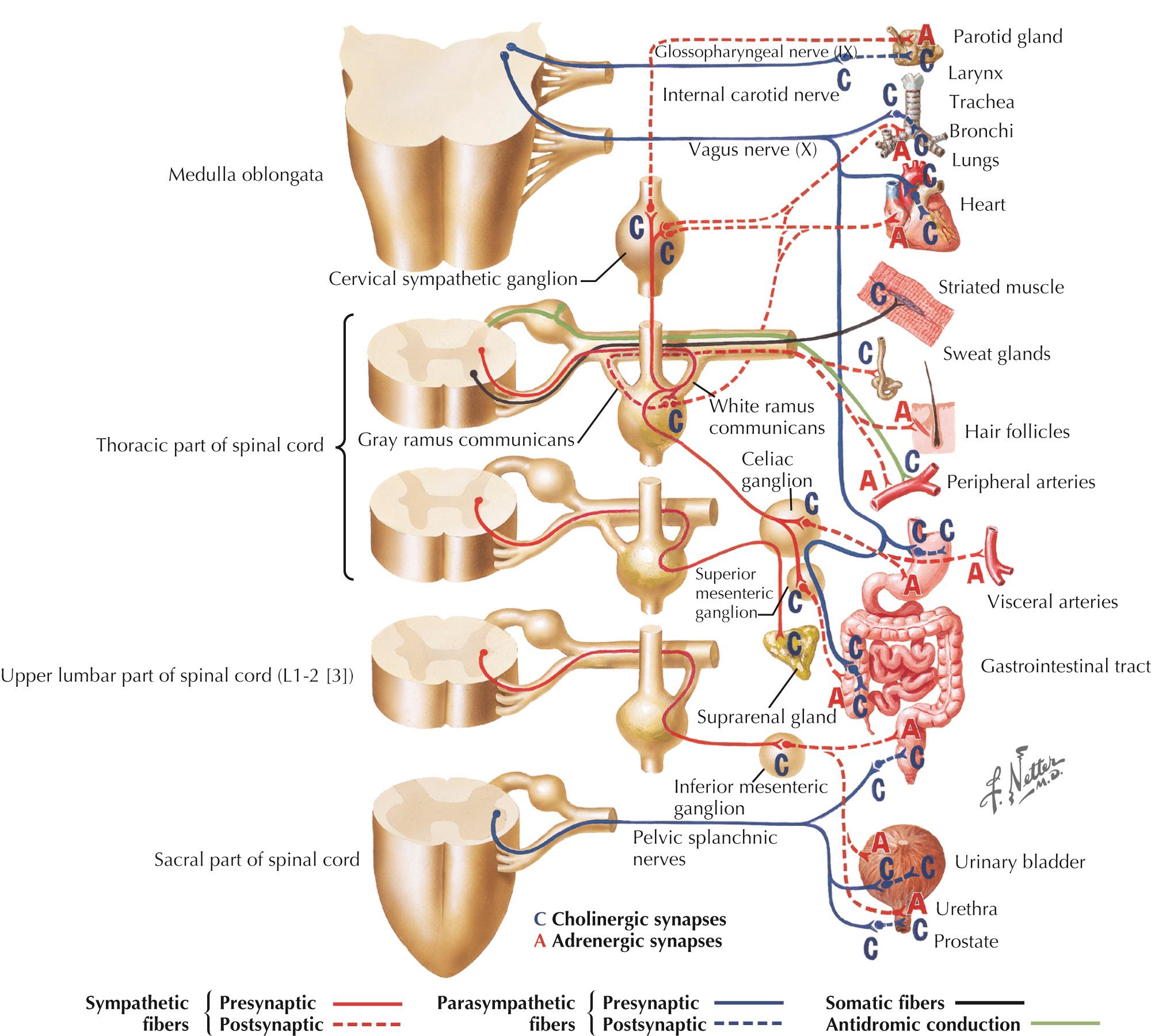 Autonomic Disorders - Clinical Tree