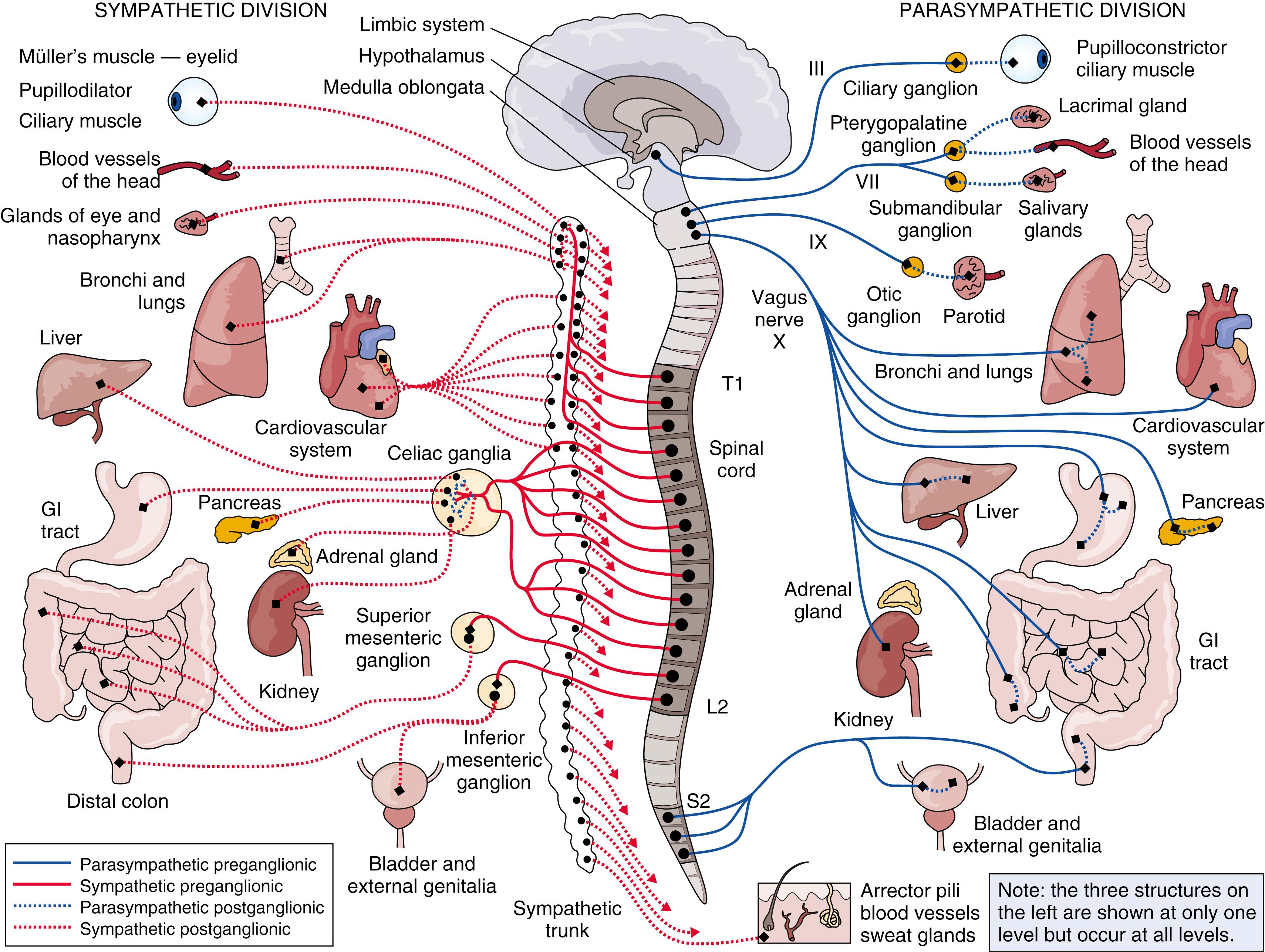 Autonomic Dysfunction in Neuromuscular Disorders - Clinical Tree
