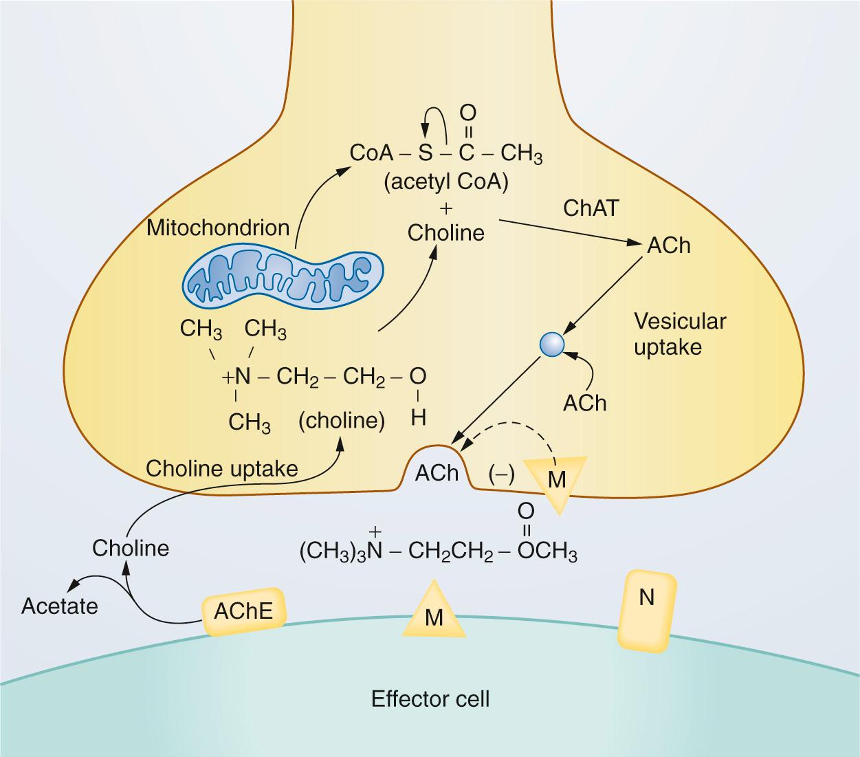 Autonomic Nervous System: Physiology - Clinical Tree