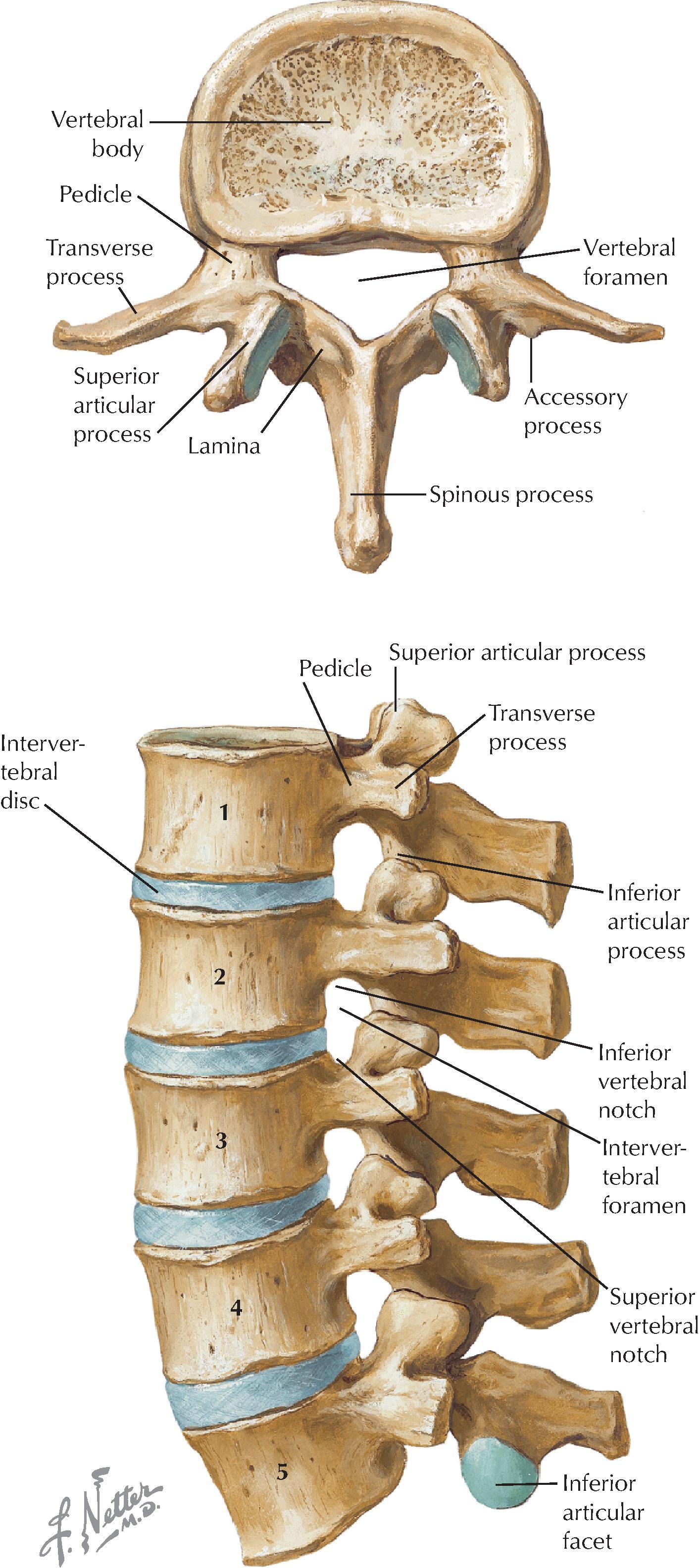 Back - Clinical Tree