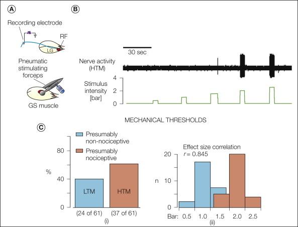 Basic Mechanisms of Muscle Pain - Clinical Tree