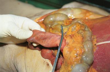 Basic Postmortem Examination - Clinical Tree