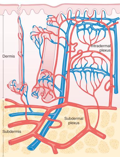 Basic Principles in Flap Reconstruction - Clinical Tree