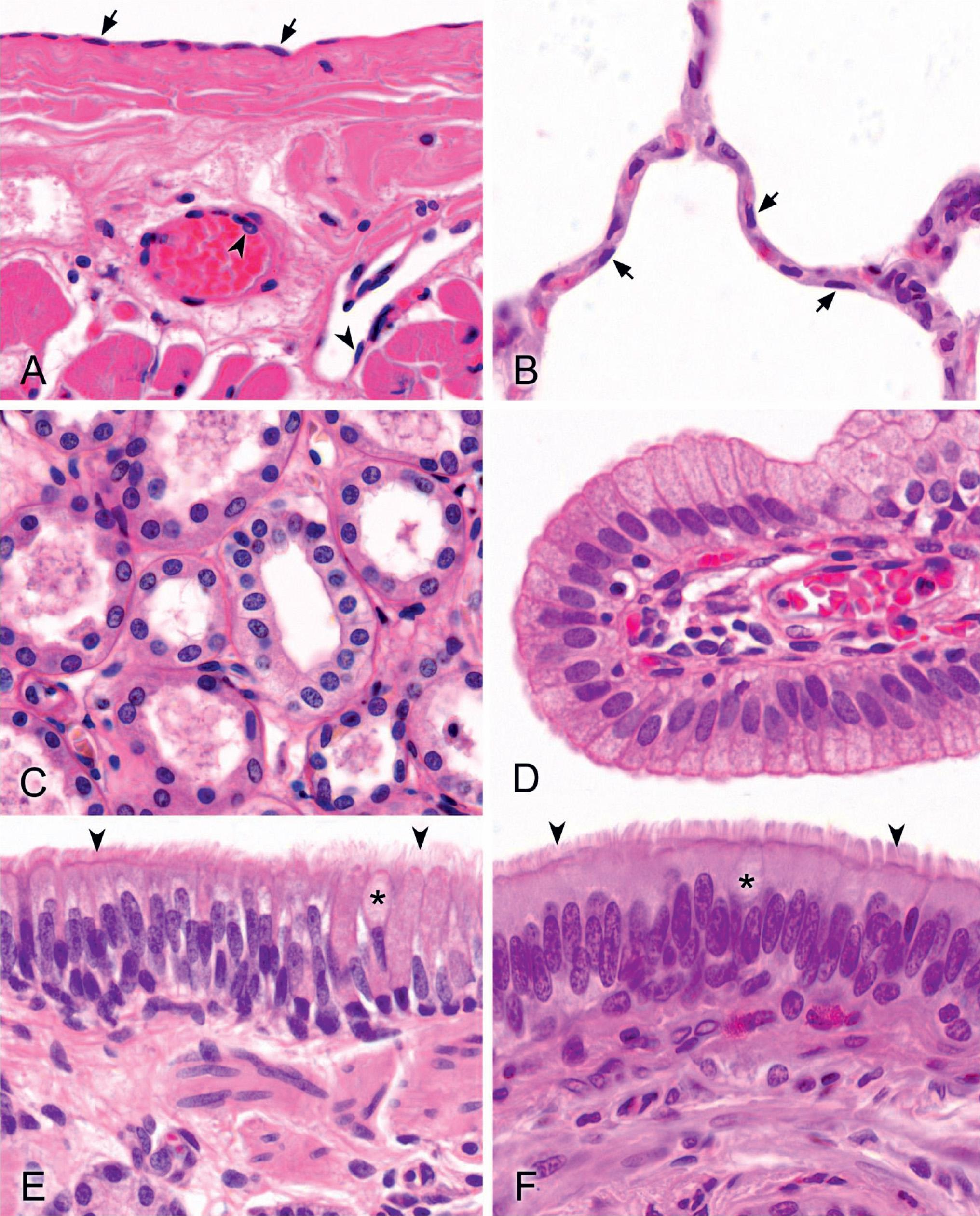Basic Tissues - Clinical Tree