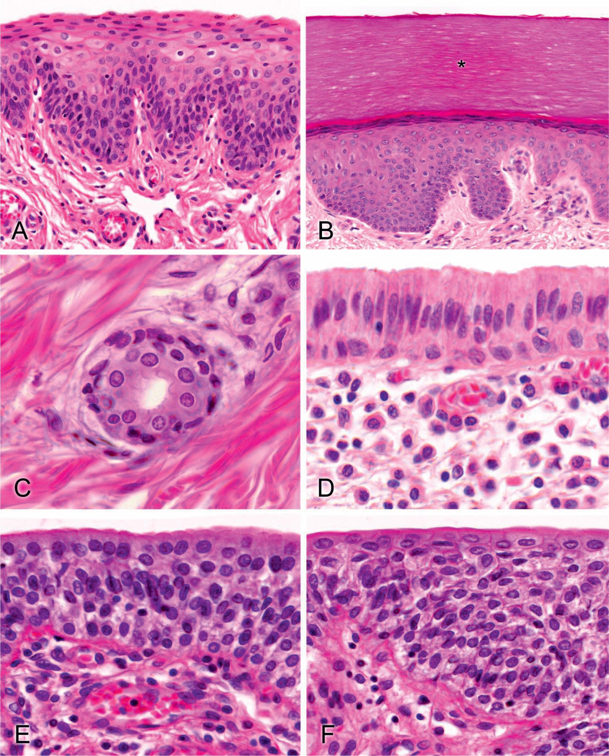 Basic Tissues - Clinical Tree