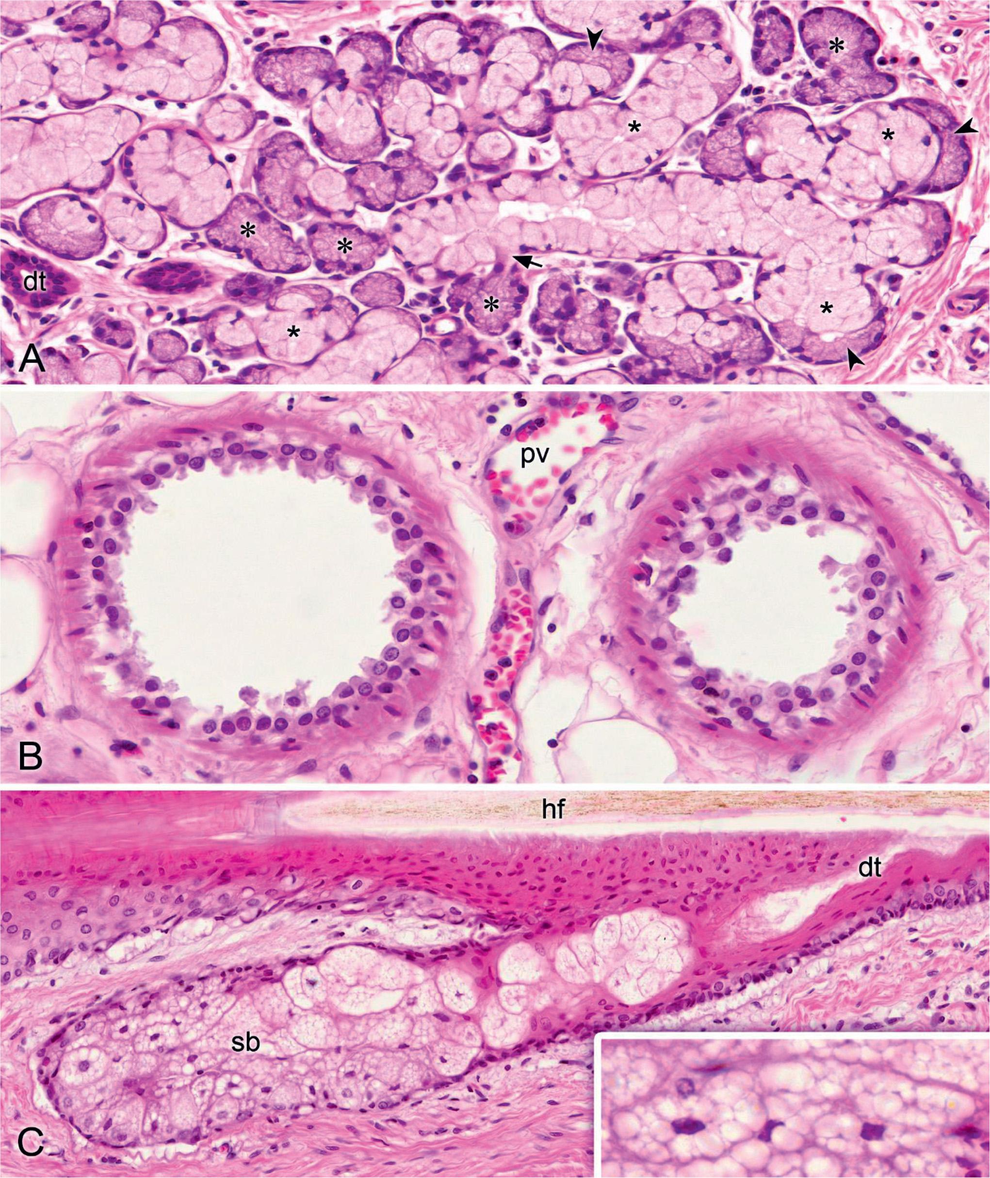 Basic Tissues - Clinical Tree